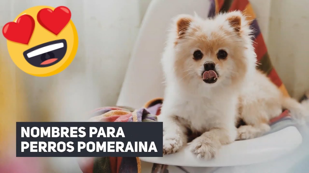 🥇 Nombres para perros machos pomerania 🥇